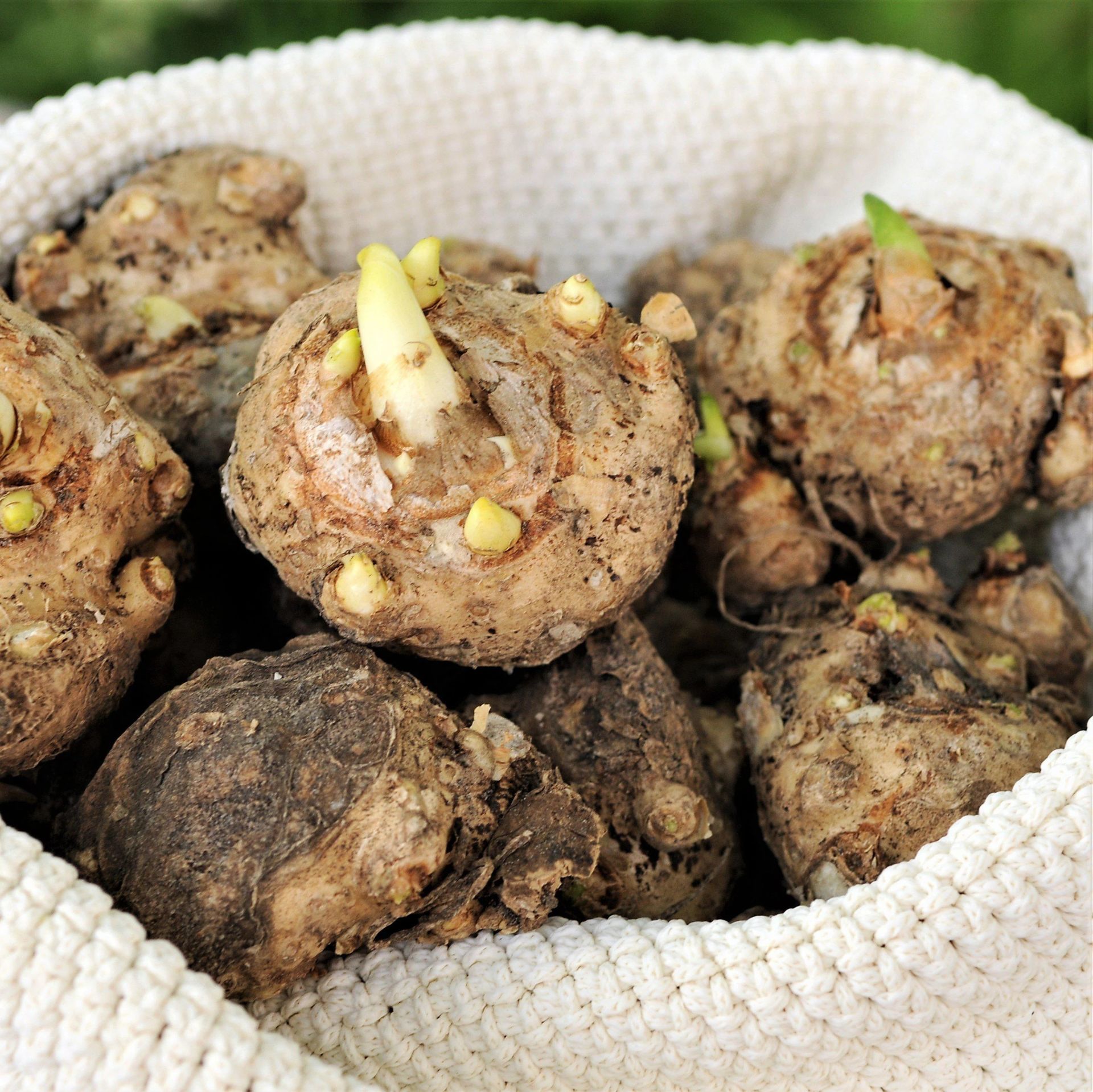 Crystal Clear Zantedeschia Beyaz Gala Çiçeği Calla Lily Soğanı (1 Adet ...